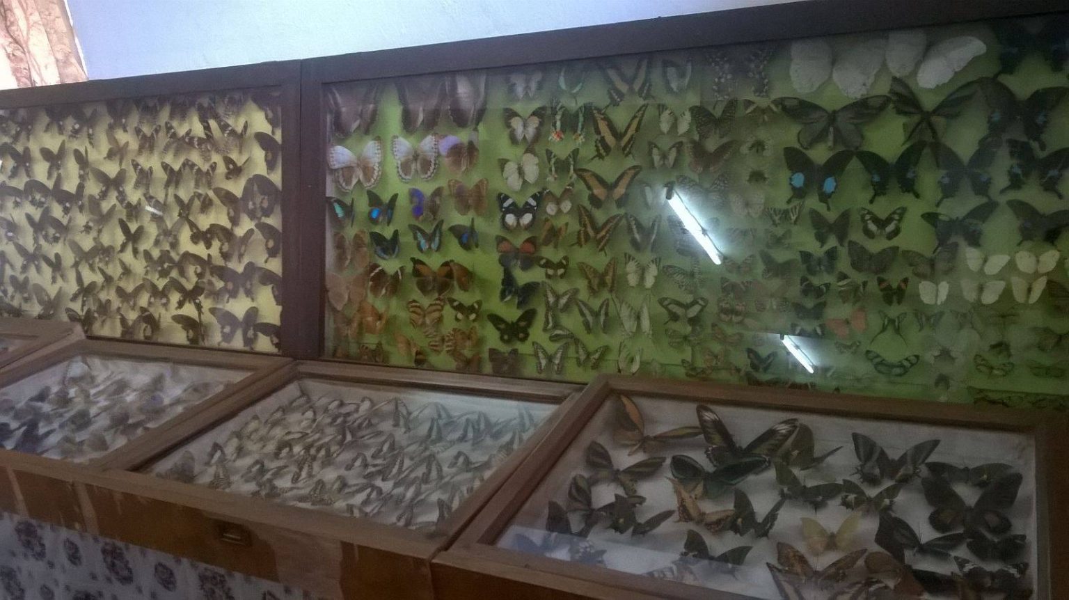 Butterfly Museum